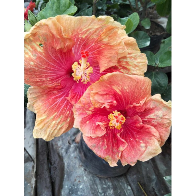 Cajun hibiscus gumamela collection | Shopee Philippines