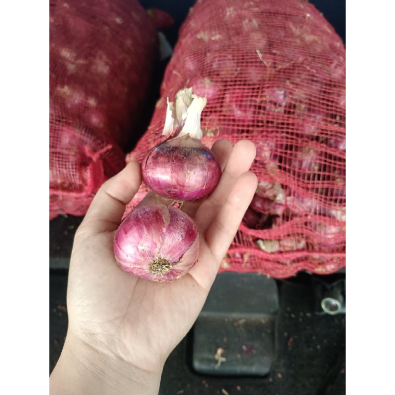 Freshly farmed Medium to large red onions sibuyas and bamboo shoots ...