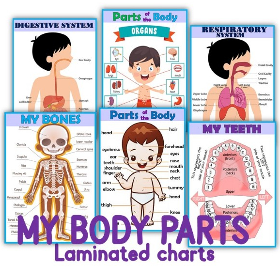 BODY PARTS Skeletal Digestive Teeth laminated charts for kids A4 size ...