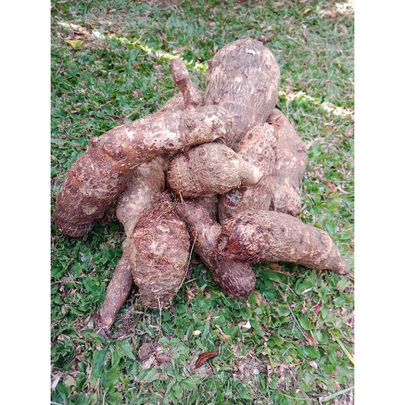 gabing puti / or taro roots by Celso's farm goods from Amadeo Cavite ...
