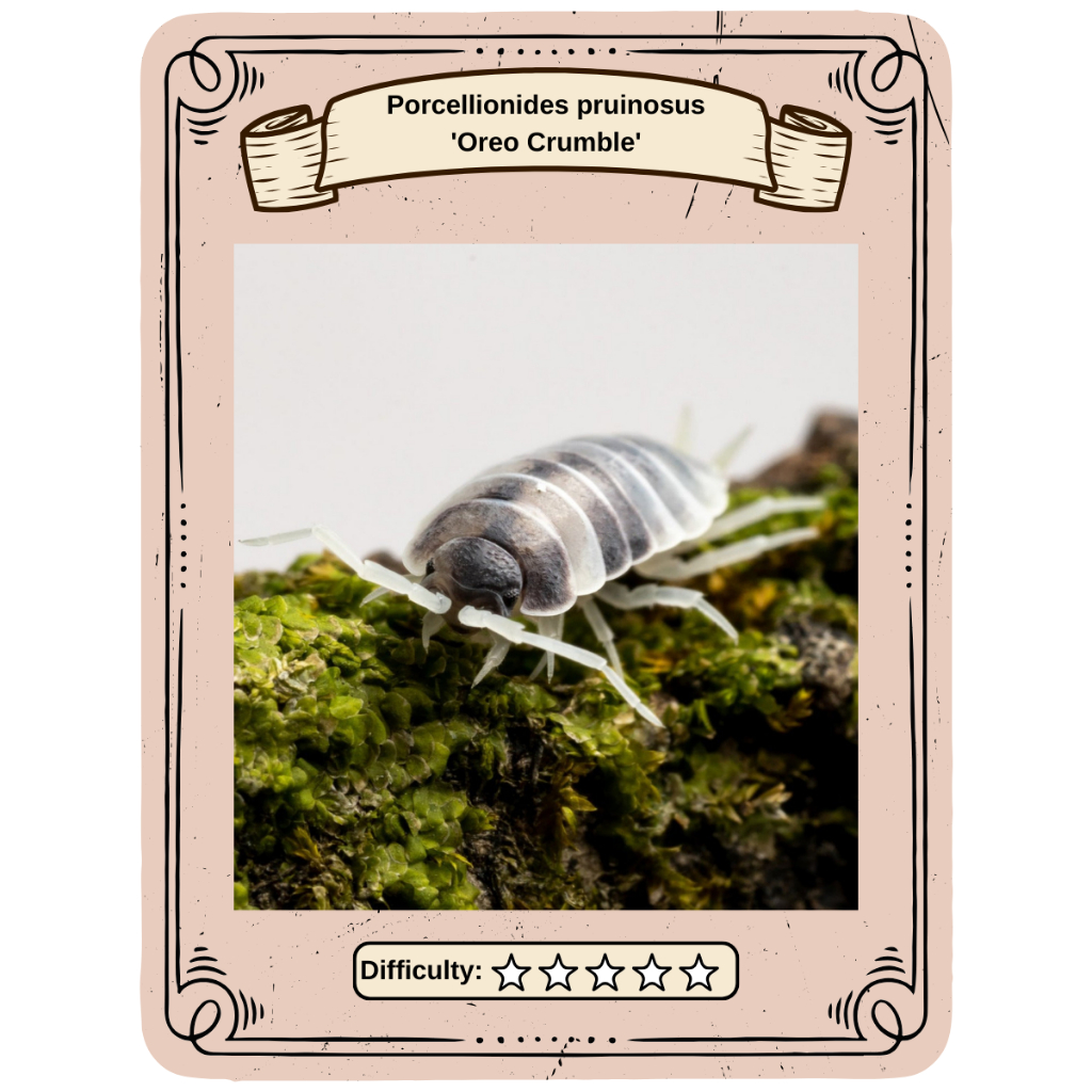 Collectible Isopod Card - Porcellionides pruinosus 'Oreo Crumble ...