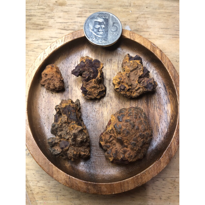 COPROLITE FOSSIL DINOSAUR FAECES NATURAL COLLECTORS | Shopee Philippines