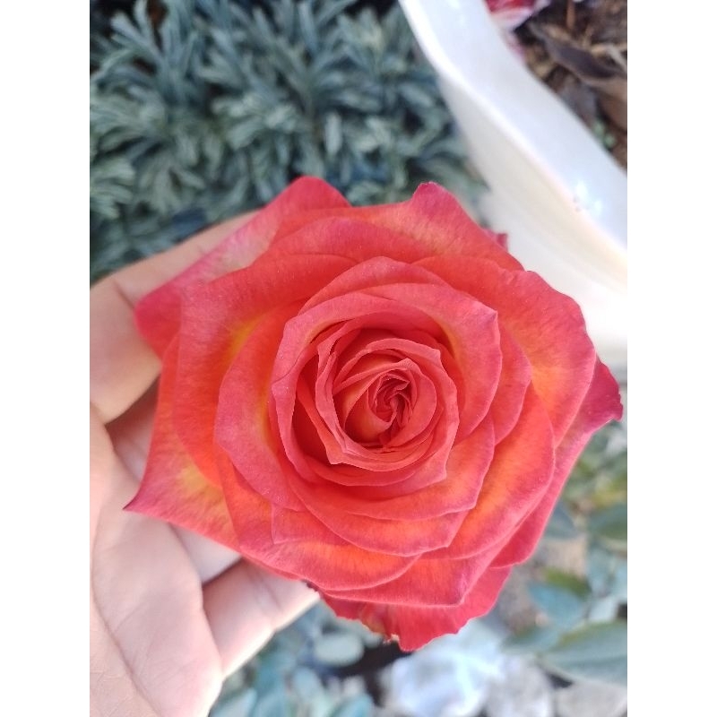 Rose Korean lava Hybrid (Big pot size) | Shopee Philippines