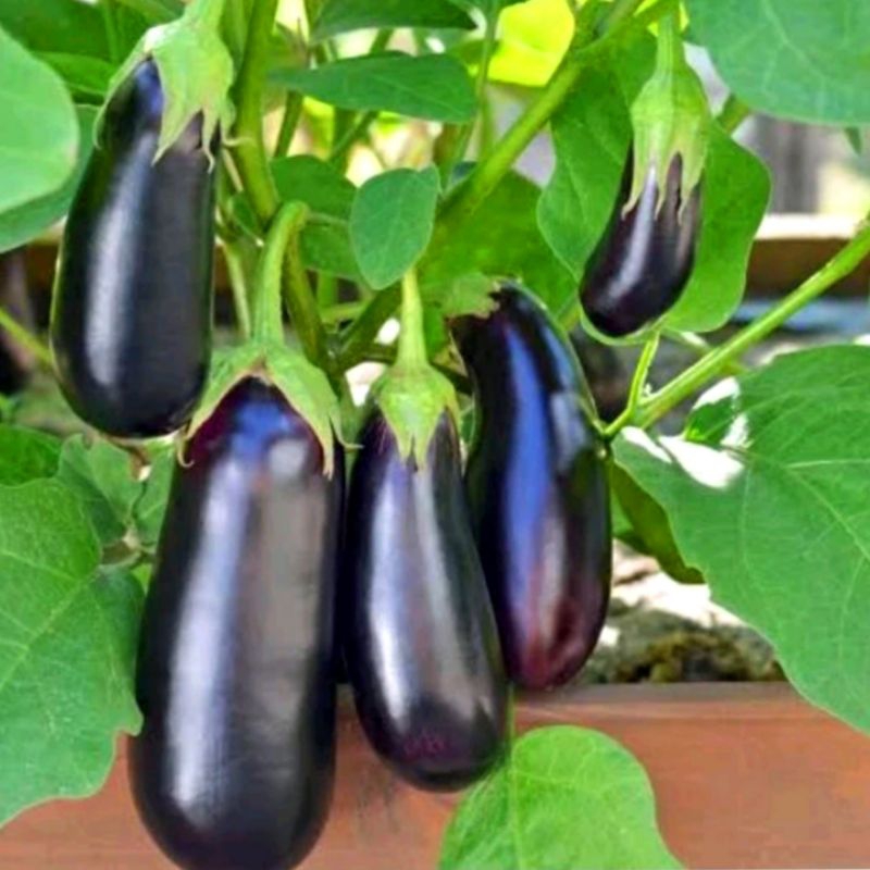 Eggplant Talong Seedling Live Plant | Shopee Philippines