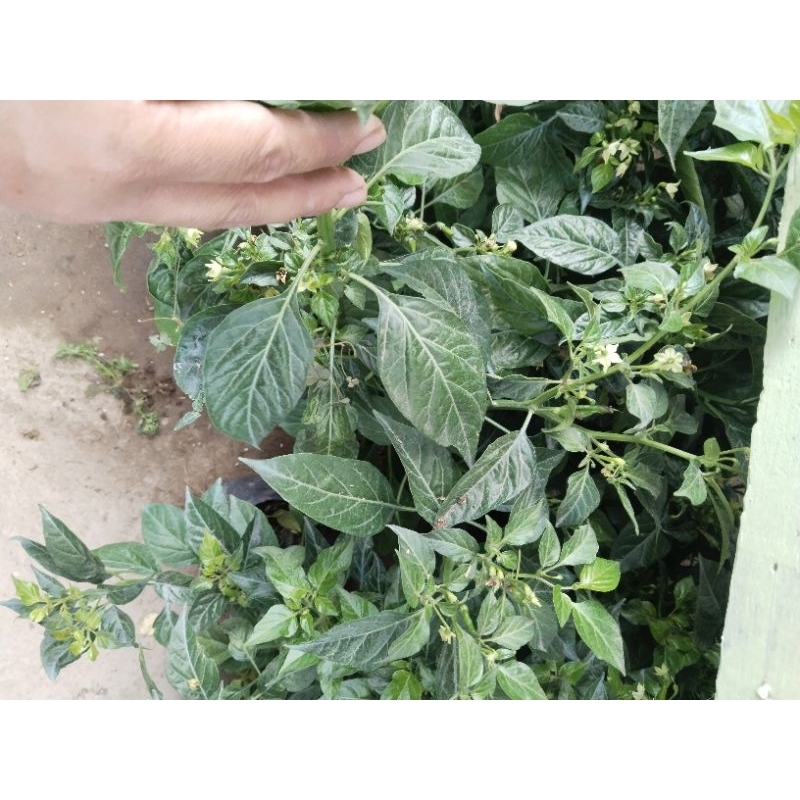 Labuyo sili (Luzon area only) seedling pot | Shopee Philippines