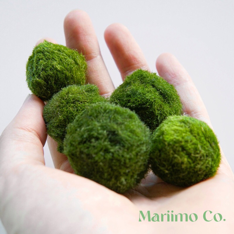 Marimo Moss Ball (Buy 5, Get 1 Free!) (2.5-3cm) Beginner Live Aquarium Aquascaping Plant ...