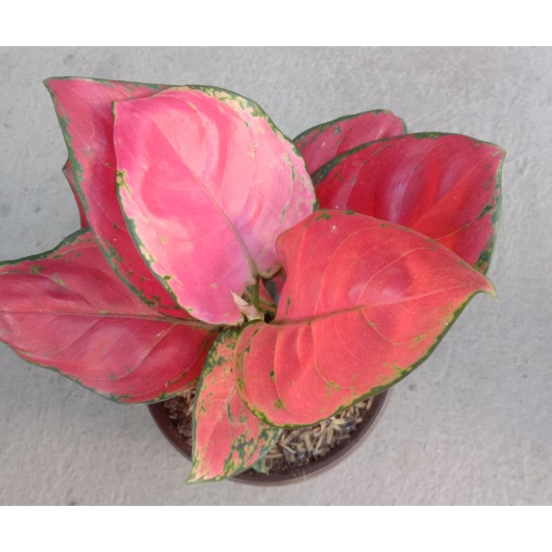 Geely Red Aglaonema Lush | Shopee Philippines