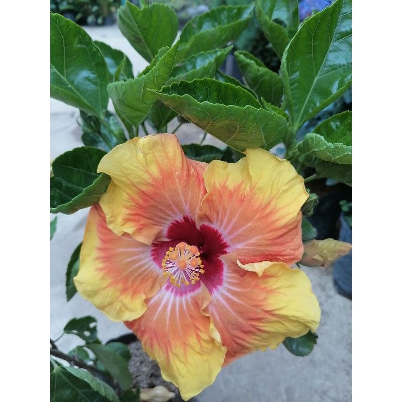 Jayella Gumamela (Collection) | Shopee Philippines