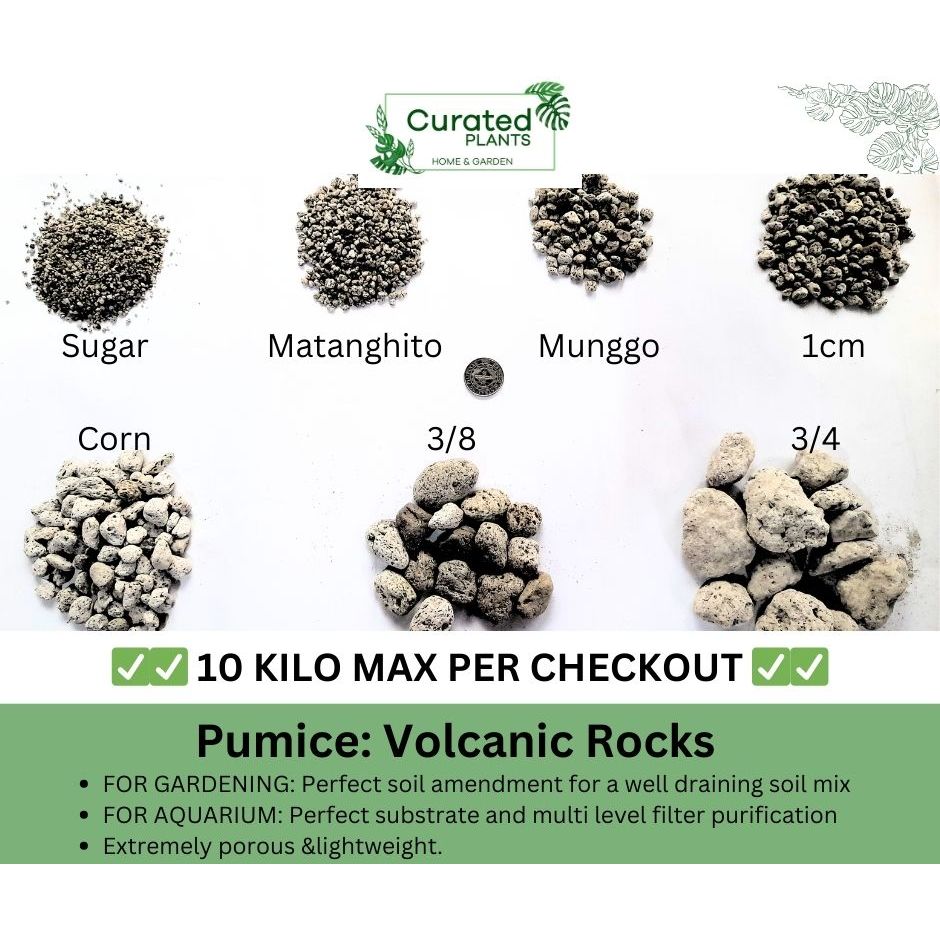 1 KILO PACK: Pumice (Porous Volcanic Rock) for Gardening & Aquarium use ...