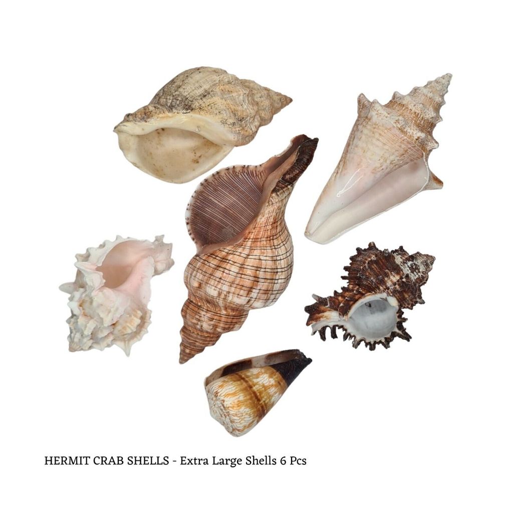 Hermit Crab Shells ~ Mixed, Small, Medium, Large, XL Shells for Hermit ...