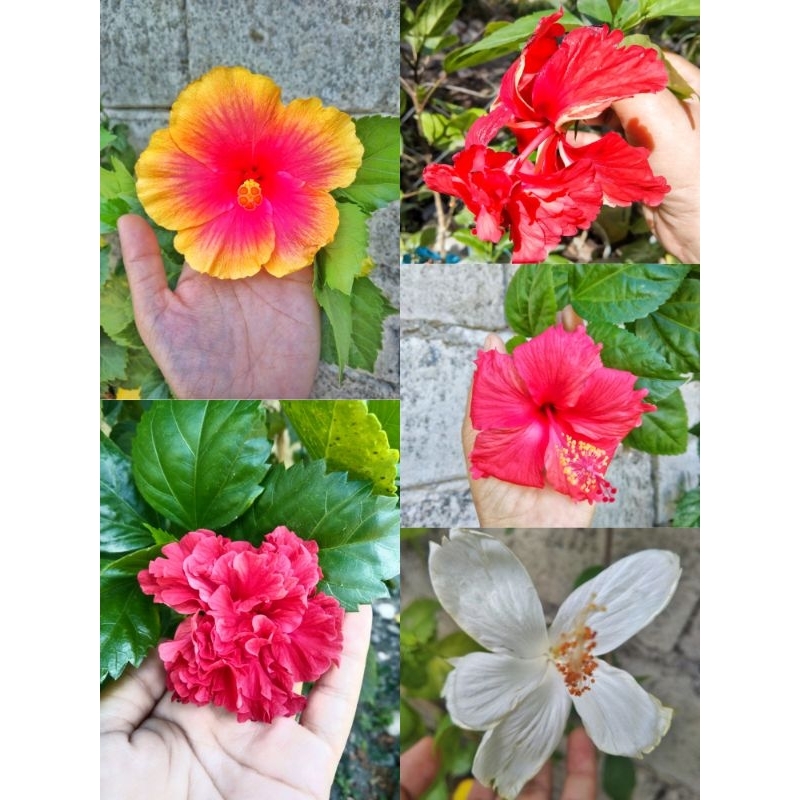 HIBISCUS - LIVE PLANT | Shopee Philippines