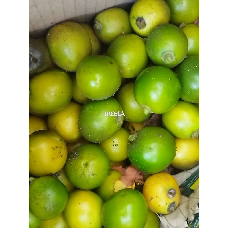 Gmelina Fruit for planting, 25 fruit/pack | Shopee Philippines