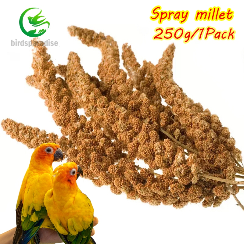 Bird seeds Yellow Spray millet for love birds Parrot hamsters Feed ...