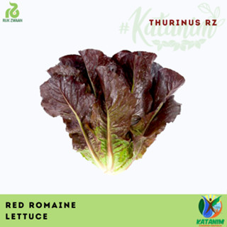 Katanim RED Variety Lettuce Seeds Collection 1 | PELLETIZED 100 seeds ...