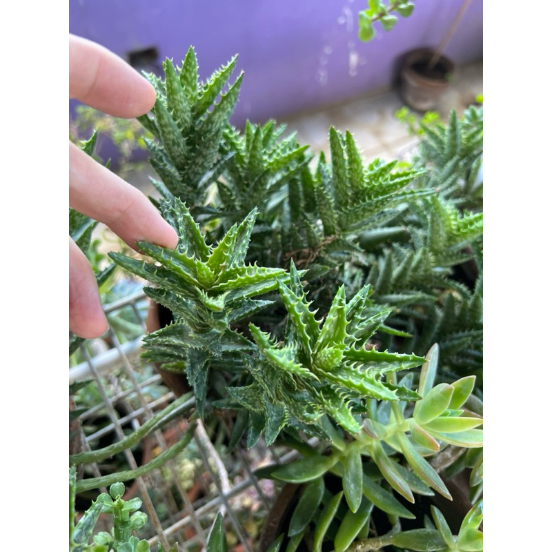 tiger tooth aloe succulent with roots | Shopee Philippines