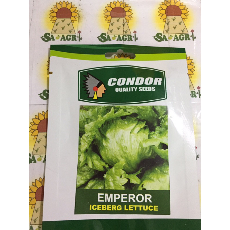 Emperor Iceberg Lettuce Seeds (1g) | Shopee Philippines