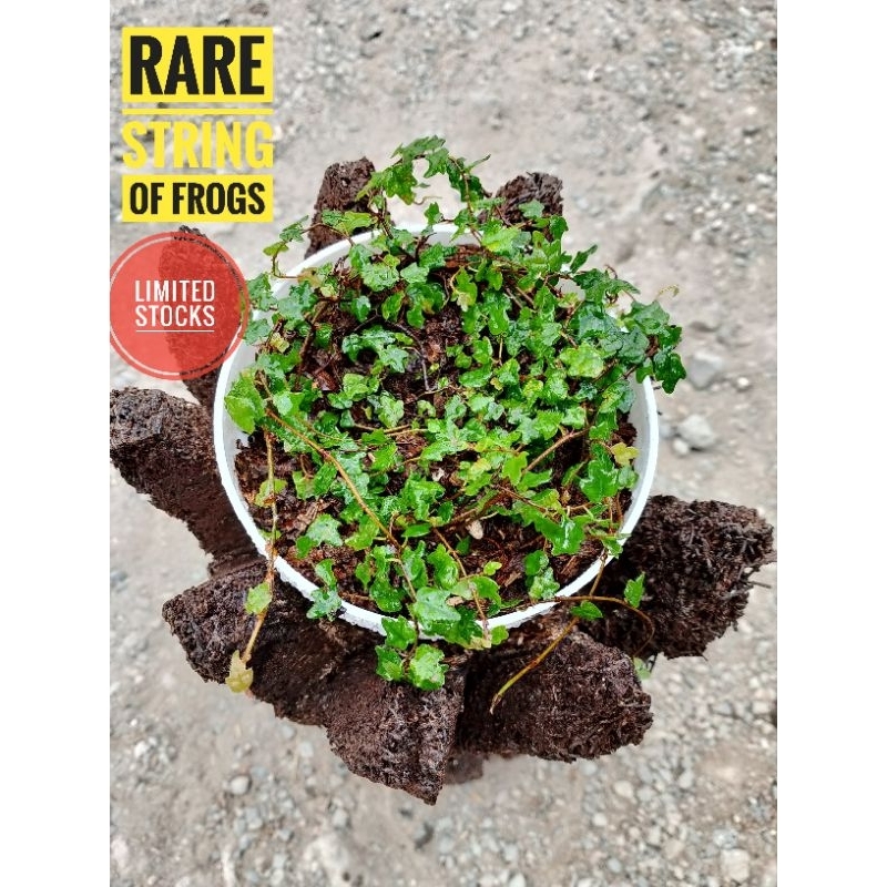 RARE STRING OF FROGS/DROUGHT TOLERANT | Shopee Philippines