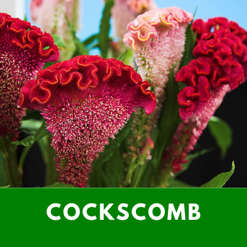 Flower COCKSCOMB mixed colors repacked seeds gardening | Shopee Philippines