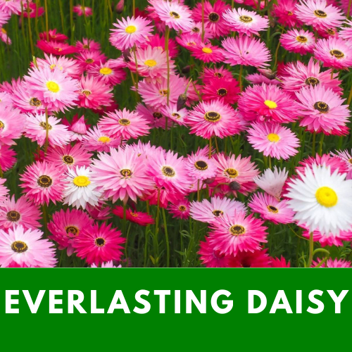 EVERLASTING DAISY mixed colors repacked seeds gardening | Shopee ...