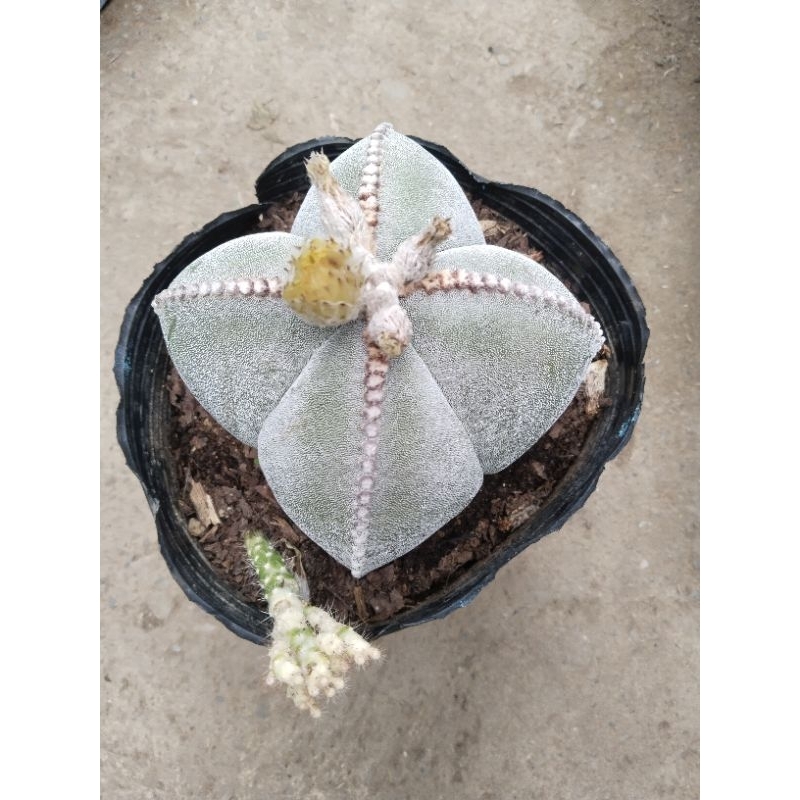 Big Size 4 Sides Astrophytum Bishop Cap (garden decor) | Shopee Philippines