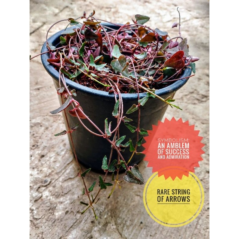 RARE STRING OF ARROWS/AN EMBLEM OF SUCCESS AND ADMIRATION | Shopee ...