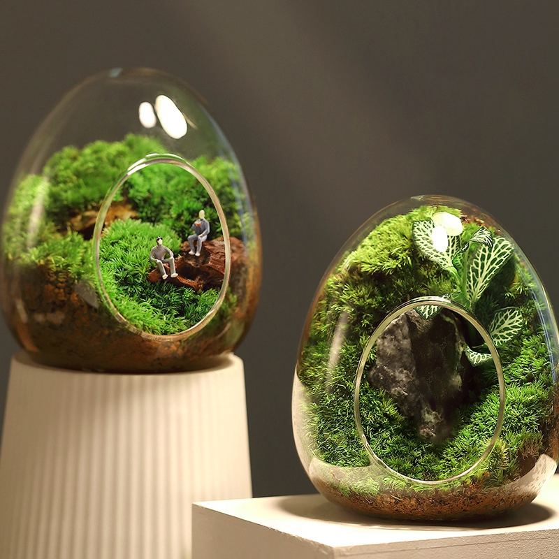 Succulent Plants Micro Landscape Glass Bottles Egg-shaped Moss ...