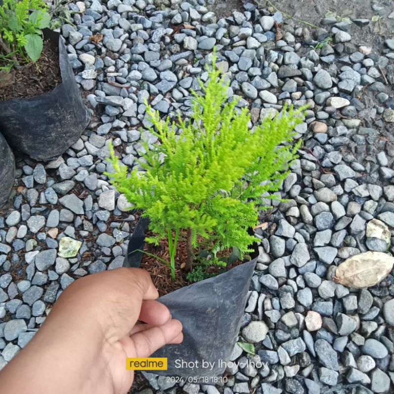 lemon pine cypress/ insect repellent and lemon scent small size ...