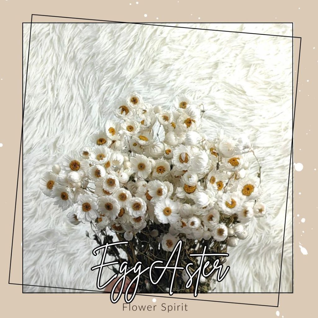 DRIED FLOWERS - Egg Aster (Daisy) per bundle | Shopee Philippines
