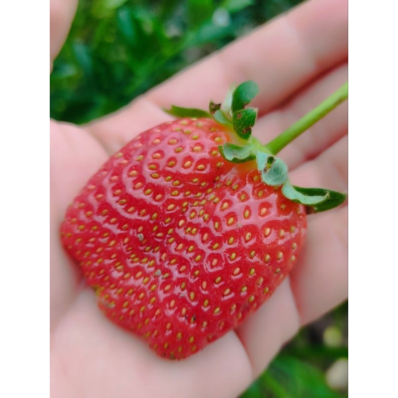 strawberry king berry (big fruit) | Shopee Philippines