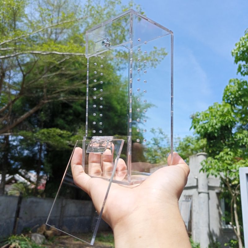 Acrylic Enclosure for Tarantulas/ 3*3*7 inches size / Arboreal type ...