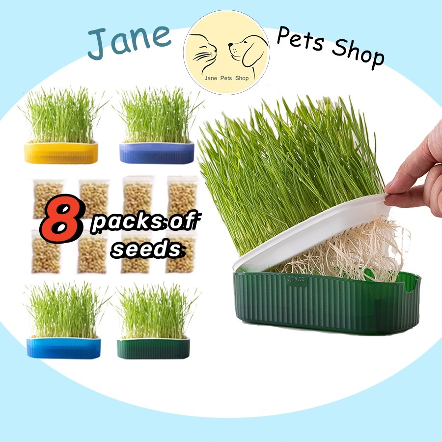 Organic Cat Grass Seeds Send 8 Packs Of Seeds Soilless Cultivation ...
