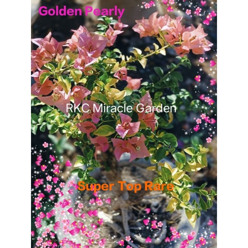 GOLDEN PEARLY SUPER TOP RARE BOUGAINVILLEA Small Grafted Nice for ...