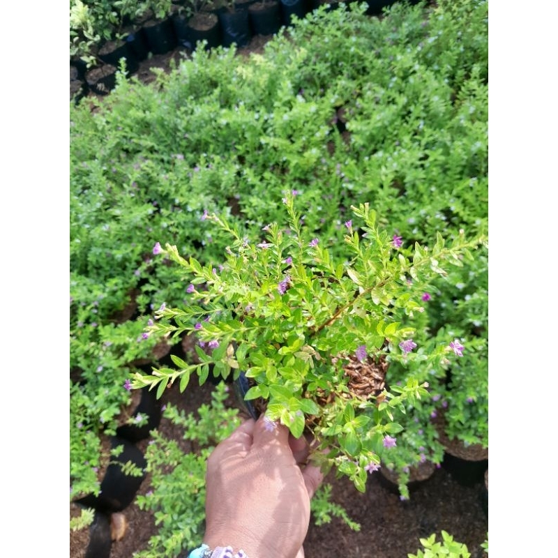 CUPHEA FOR SALE (SMALL SIZE) | Shopee Philippines