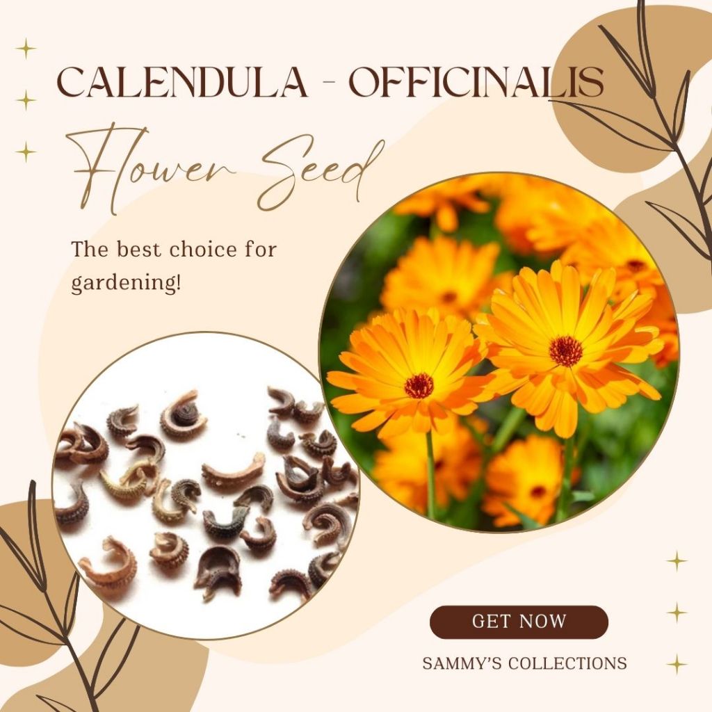 CALENDULA OFFICINALIS Seeds (5 seeds) for Planting / Gardening | Shopee ...