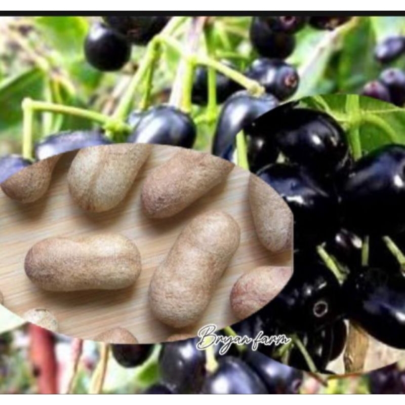 Java plum seeds/ duhat seeds/ lomboy seeds (20pcs) | Shopee Philippines