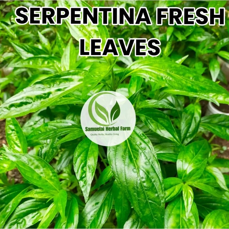 SERPENTINA FRESH LEAVES 50 GRAMS | Shopee Philippines