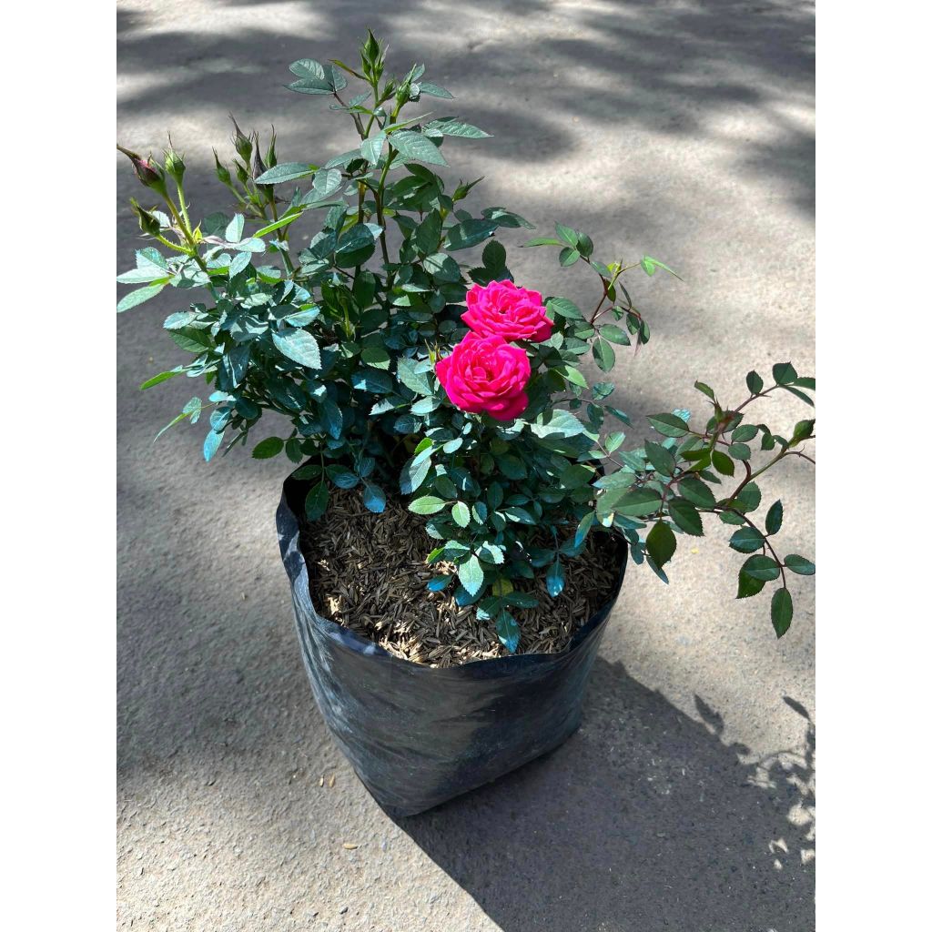 PitiMini Rose Pink Glamour (Live Plant- Limited Stocks) w FREE garden ...