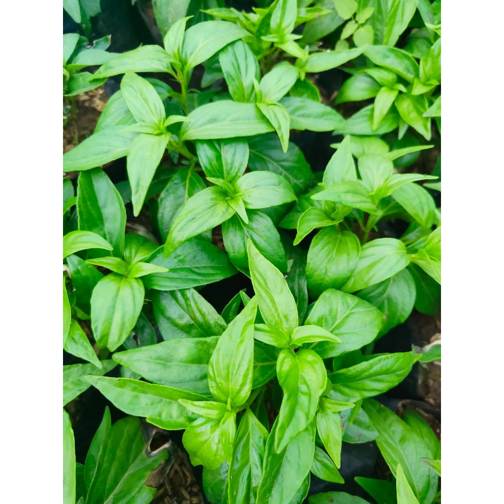 Serpentina (Herb Plant) with FREE garden soil, plastic pot and marble ...