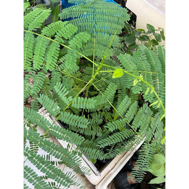 From Seed Peltophorum pterocarpum Siar Tree Copperpod Tree J&T only ...