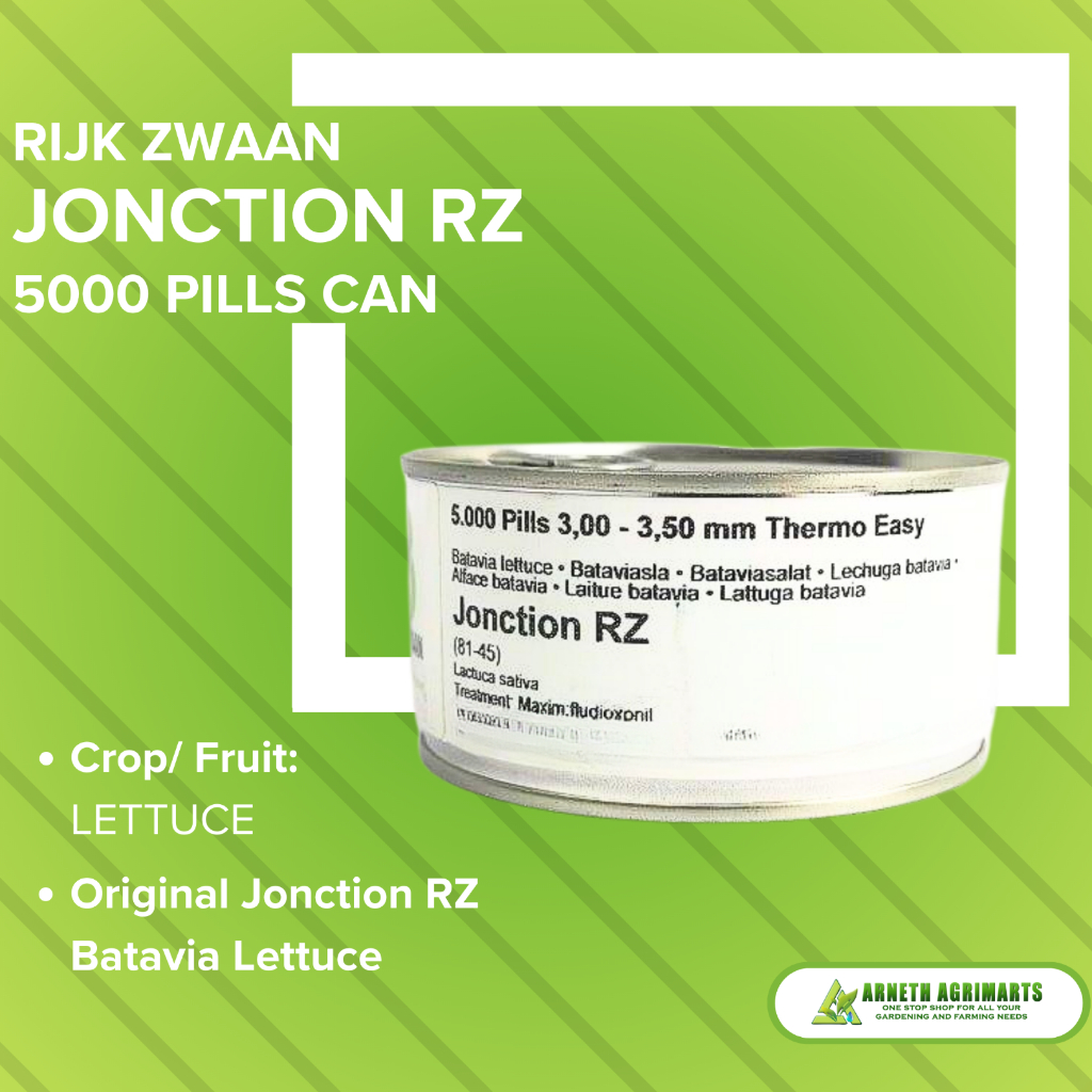 RIJK ZWAAN JONCTION LETTUCE SEEDS ( 5000 PILS CAN ) | Shopee Philippines