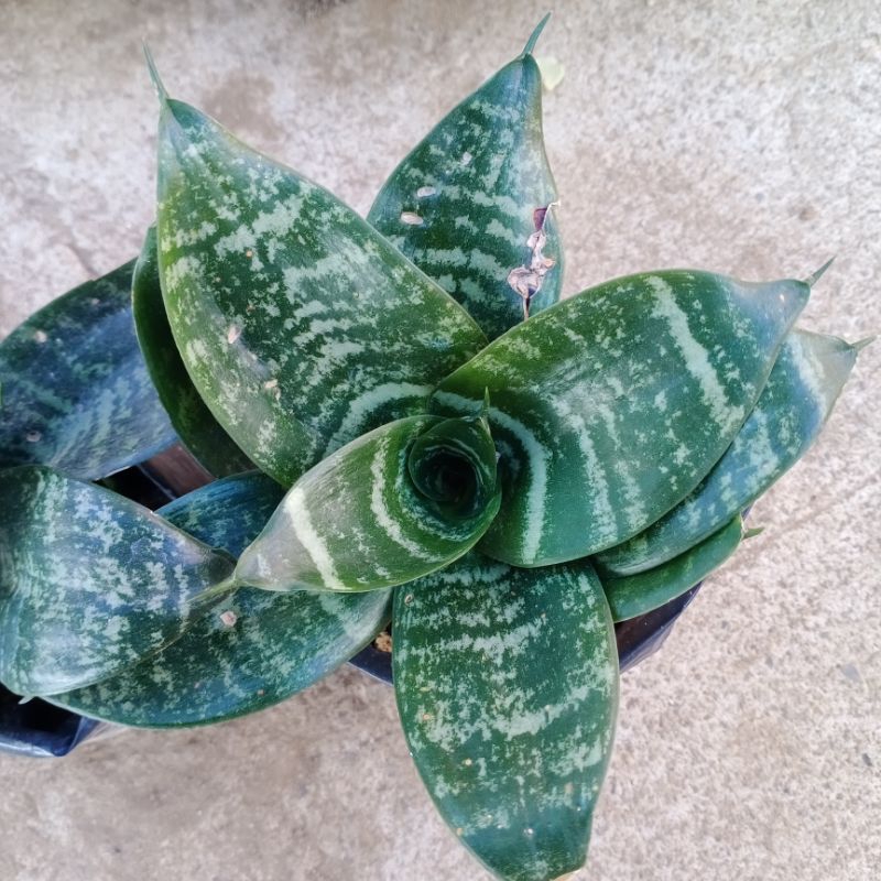 Sanseveria/Dwarf Snake Plant/Black Star/Gold Flame/Boncel | Shopee ...