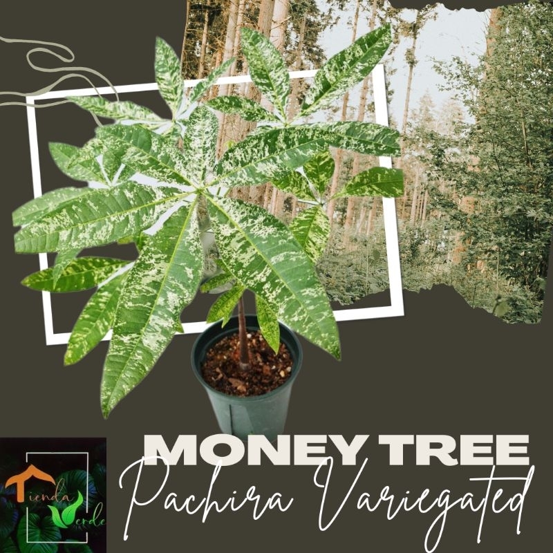 Money Tree Variegated in a Pot for House and Garden Decorations ...