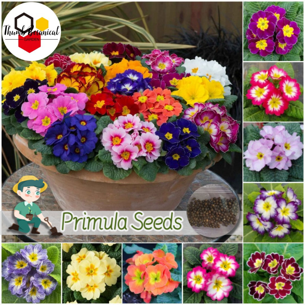 20seeds/pack Rare Primula Seeds Flower Seeds for Planting & Gardening ...