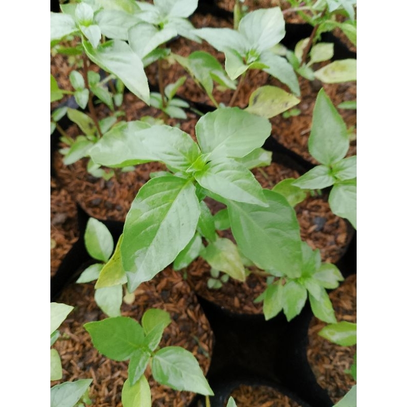 Khingpaul12 Herbs Seeds Repack Thai Basil in poly bag | Shopee Philippines