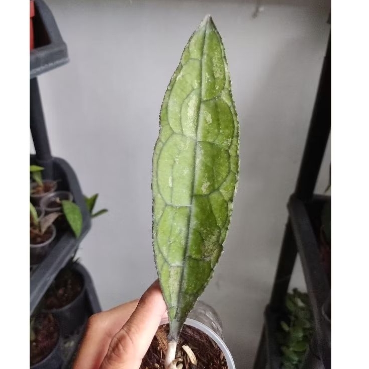 HOYA CLEMENSORIUM (LONG LEAF) | Shopee Philippines