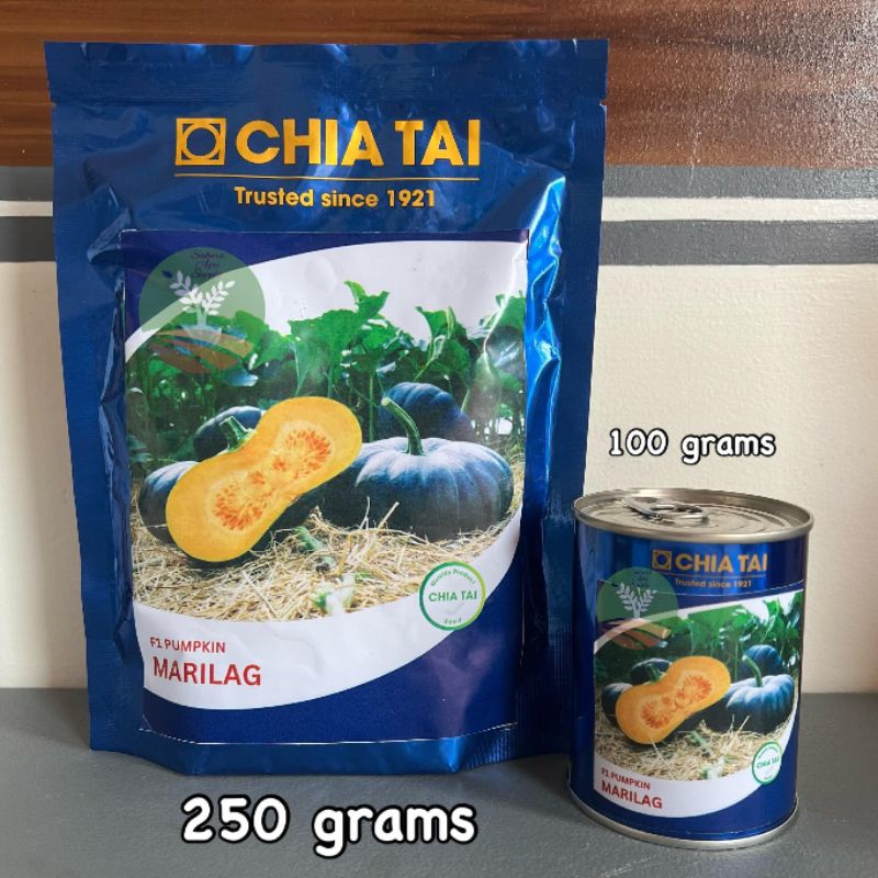 MATIKAS F1 MARILAG F1 (100g/250g) CHIA TAI HYBRID PUMPKIN (CALABASA ...