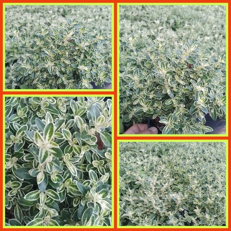 Variegated Serissa Japonica 《 White Flowers 》 " Plant of a Thousand ...