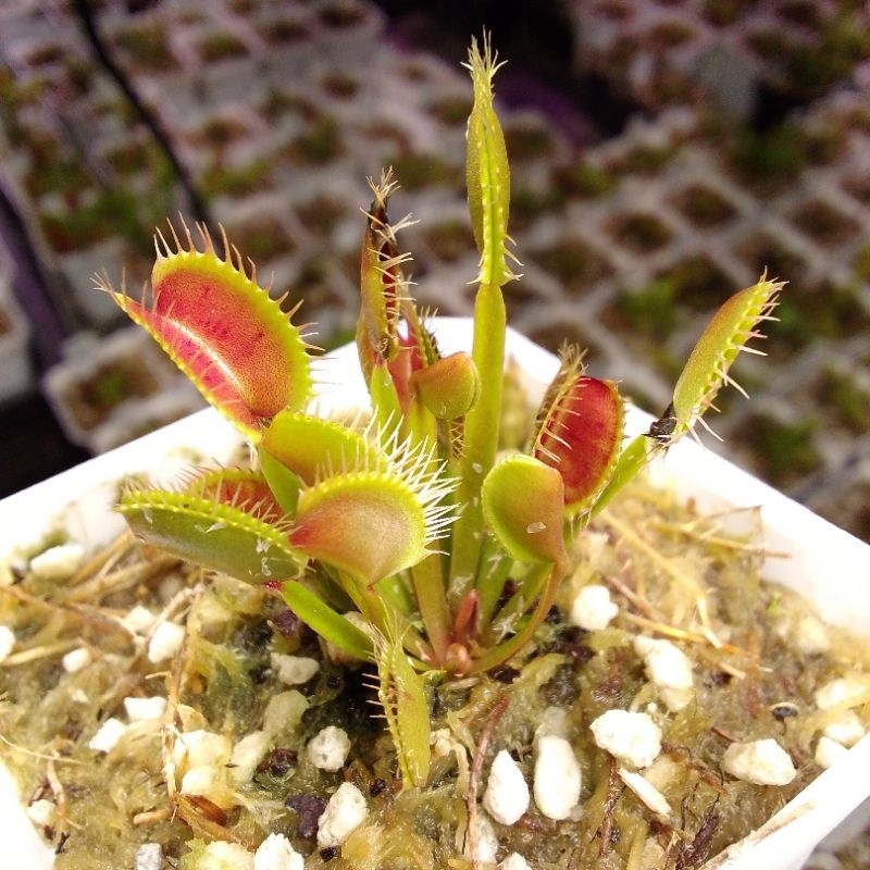 Venus Flytrap BCP Z11 ( potted / carnivorous plant / seeds ) | Shopee ...