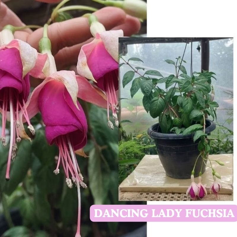 Dancing Lady Fuchsia Peach Flowers Rare | Shopee Philippines
