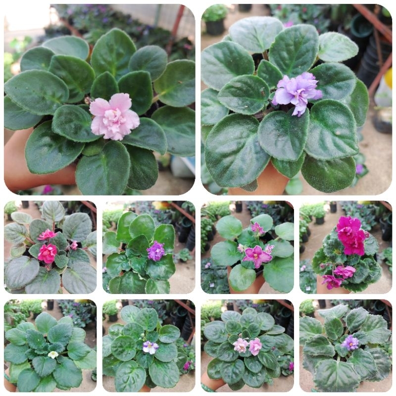 RARE AFRICAN VIOLETS (indoor decoration) | Shopee Philippines